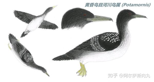 「Legend of Cretaceous丨白垩传 5」寻禽记（上）：在水之滨 - 知乎