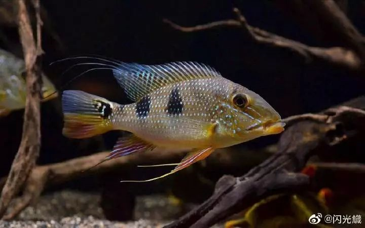 蒙特波卡：始新世的海洋之窗（2）——鲹形系附卵亚系（作者：达达） - 知乎