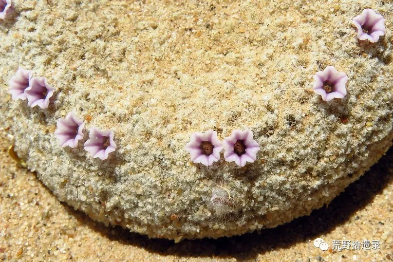 网络热传生物 穗沙菰Pholisma sonorae - 知乎