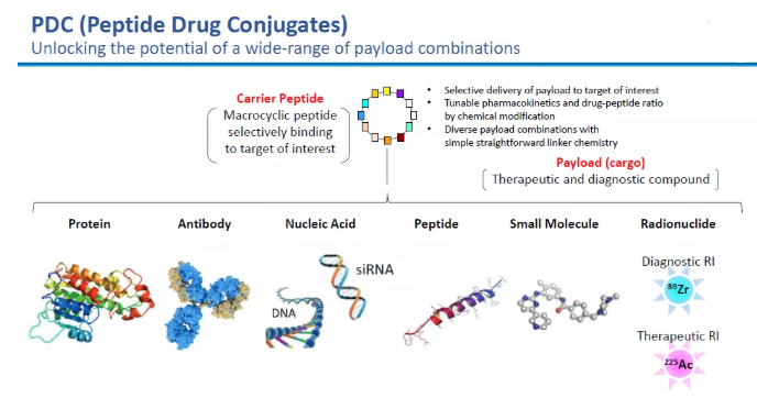 多肽偶联药物（PDC）介绍及其药代动力学研究策略 - 知乎