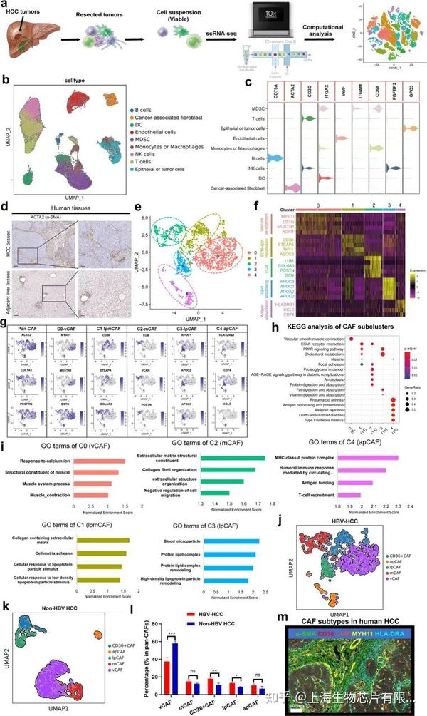 IF 38 | CD36+癌相关成纤维细胞通过分泌巨噬细胞迁移抑制因子为肝细胞癌提供免疫抑制微环境 - 知乎