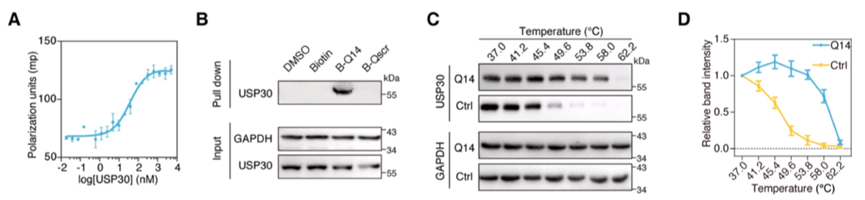 来自 USP30 跨膜结构域的自抑制、线粒体自噬诱导肽的鉴定 - 知乎