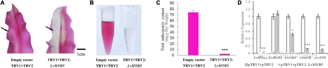 【Front Plant Sci】LvMYB5 和 LvMYB1转录因子调控百合花青素合成 - 知乎