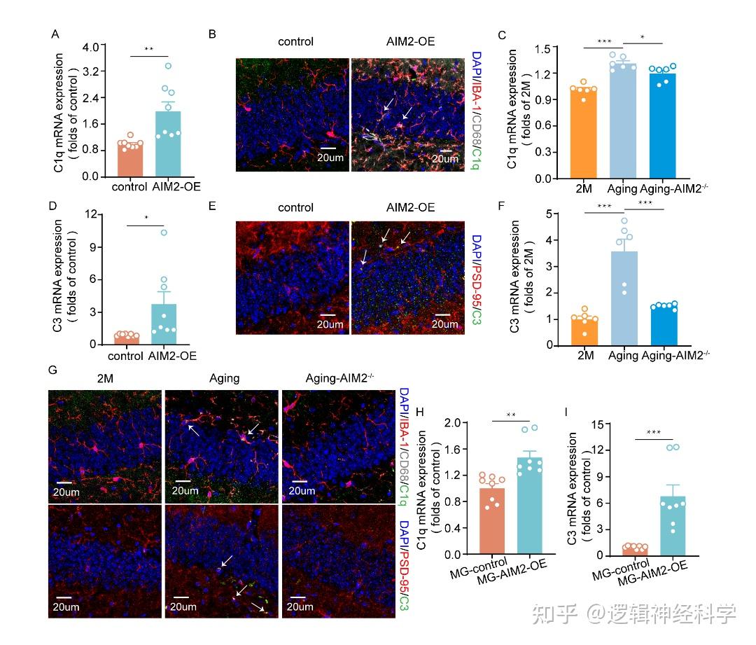 Aging Cell︱南京大学徐运团队揭示AIM2通过补体依赖的小胶质细胞突触吞噬介导衰老相关认知功能障碍 - 知乎
