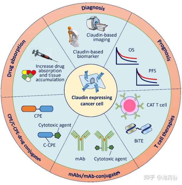 汇总| 靶向claudins的癌症治疗及其面临的10个问题 - 知乎