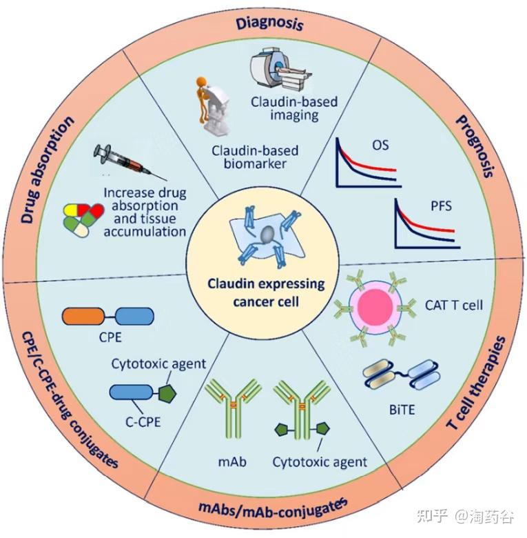 汇总| 靶向claudins的癌症治疗及其面临的10个问题 - 知乎