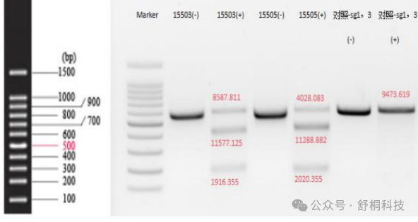 基因编辑有效性检测之T7E1酶切 - 知乎