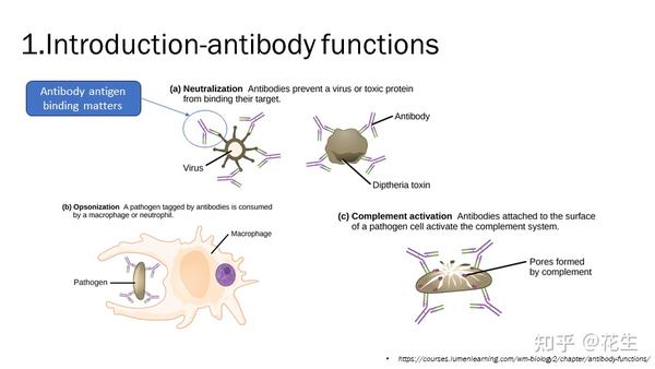 论文阅读-Antibody design diffusion generative model - 知乎