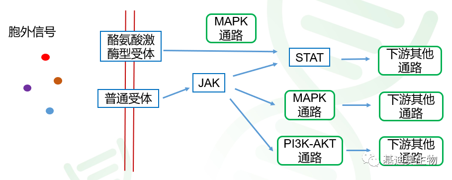 简洁优雅中蕴含着深度—JAK-STAT信号通路 - 知乎