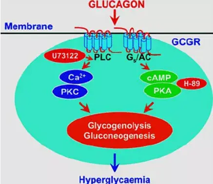 降糖&减重双管齐下，双靶点（GLP-1R/GCGR）激动剂，糖尿病模型 - 知乎