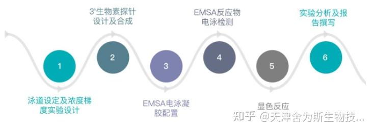 EMSA凝胶阻滞实验原理及报告解析 - 知乎