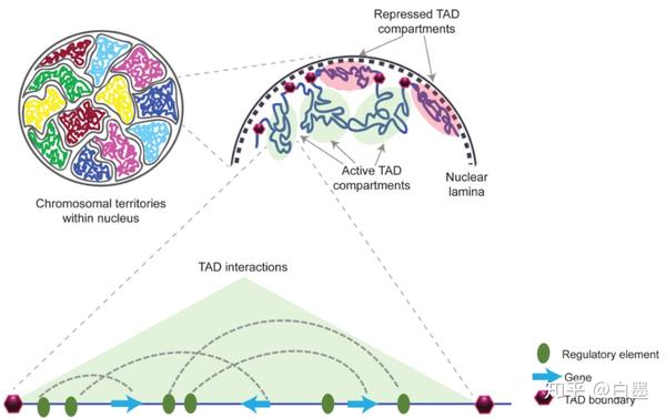 一文读懂三维基因组(图文详解) - 知乎