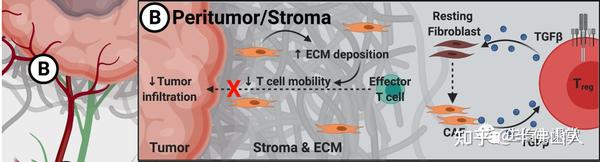 详解Treg细胞的前世今生以及未来的研究方向，小编教你如何在生信文章中以Treg细胞为主进行分析！ - 知乎