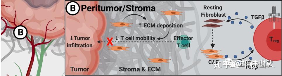 详解Treg细胞的前世今生以及未来的研究方向，小编教你如何在生信文章中以Treg细胞为主进行分析！ - 知乎