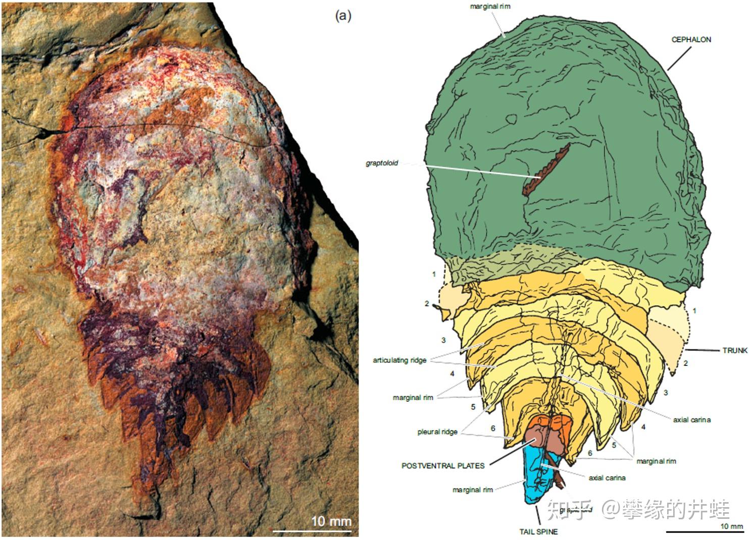 【地球演义】寒武纪的余烬：节肢动物篇 - 知乎