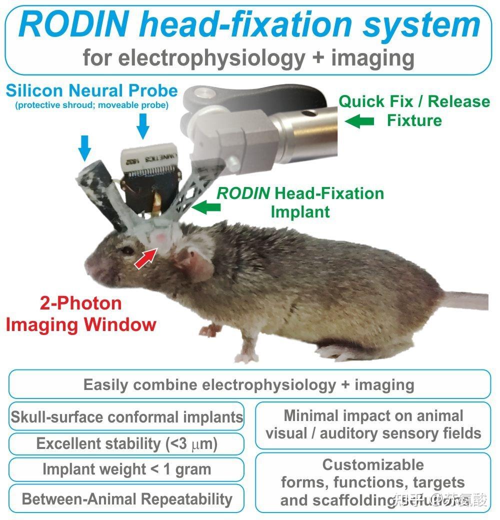 神经科学实验室日常16：组会讨论了一小时给老鼠穿衣服 - 知乎