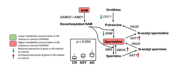 PLoS Med｜转录组+代谢组又一力作——阿尔兹海默症转甲基化及多胺通路代谢失调 - 知乎