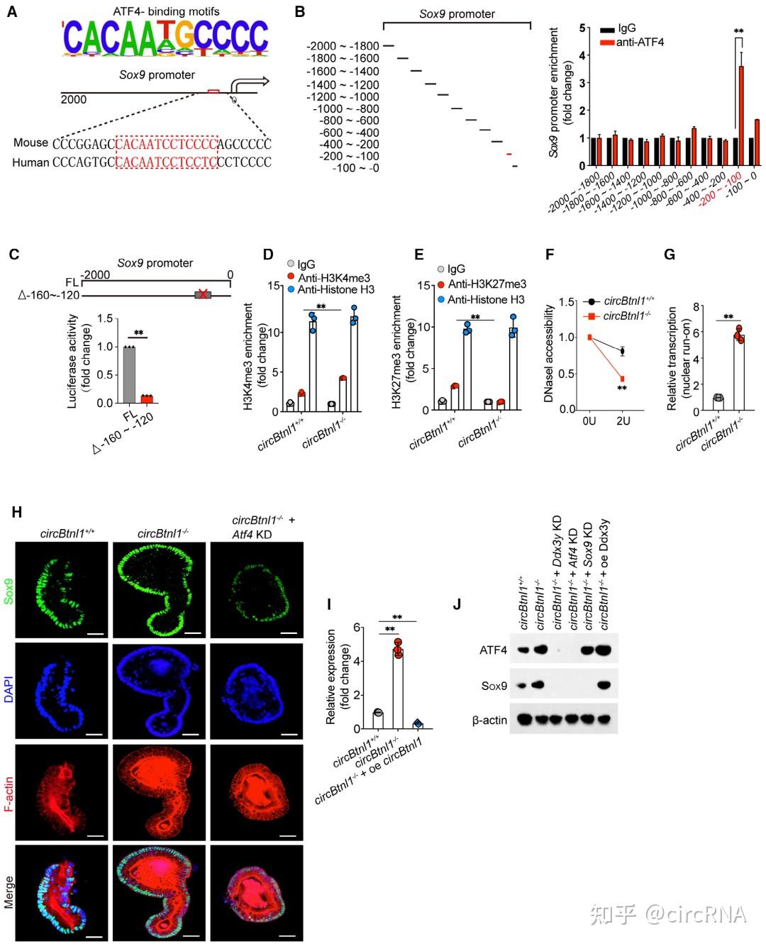 EMBO J | 新发现！circRNA可以调控肠道干细胞的自我更新 - 知乎