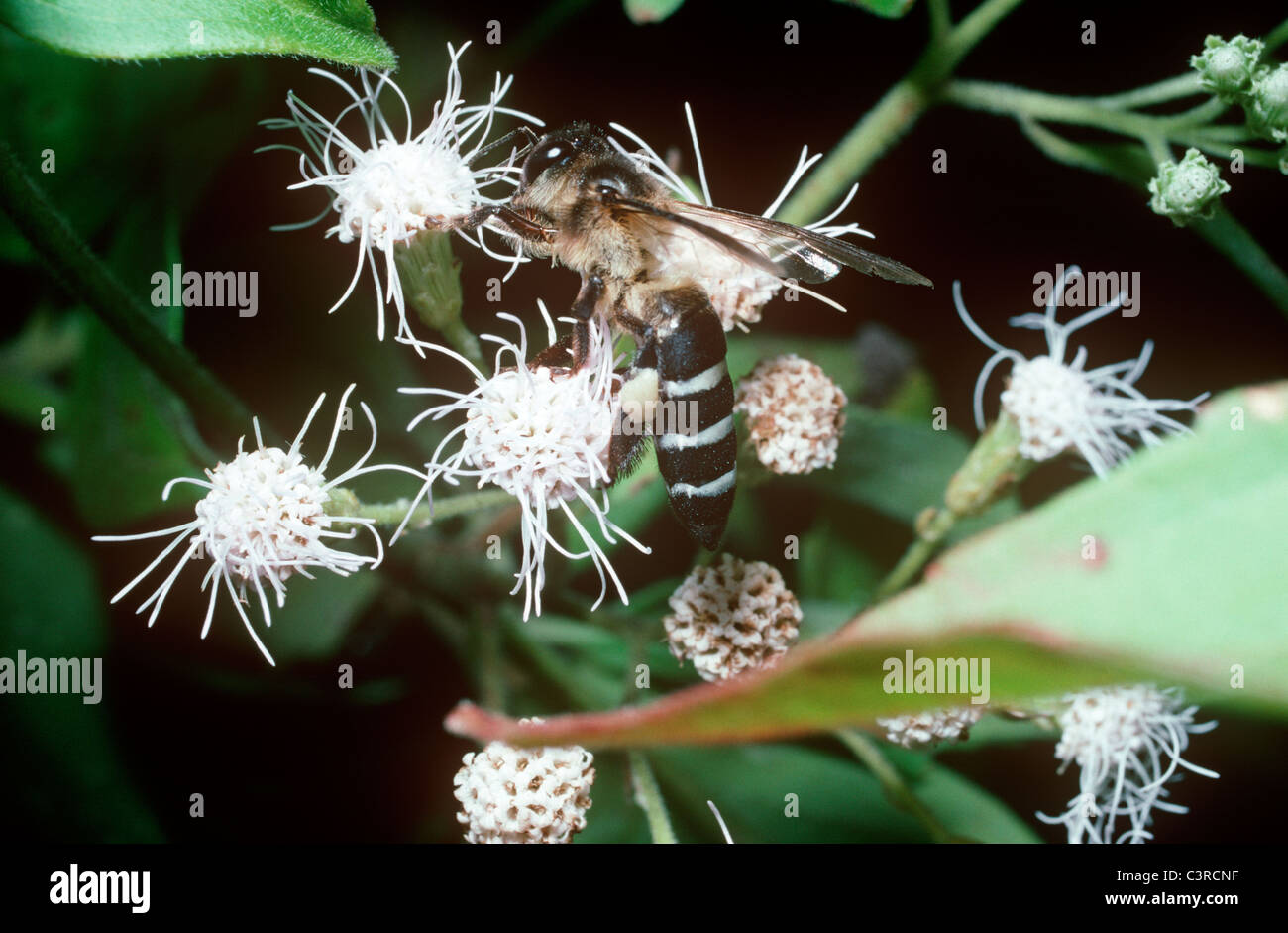 【世界蜜蜂日特辑】大蜜蜂亚属Megapis：席卷花海的鎏金风暴 - 知乎