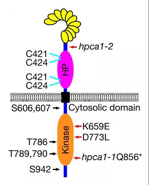 Nature突破！植物胞外过氧化氢受体首次被发现！ - 知乎