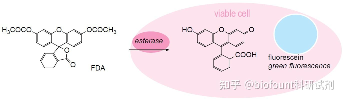 Fluorescein diacetate (FDA) - 知乎