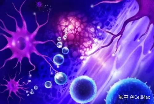 DC细胞特征及应用详解！ - 知乎