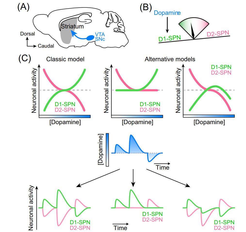Trends in Neurosci综述：神奇的多巴胺 - 知乎