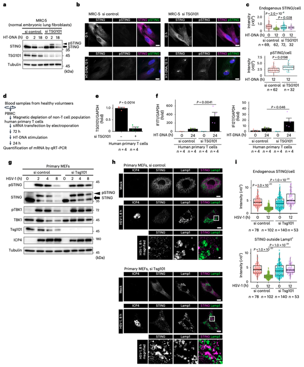 Nature Cell Biology丨STING 信号通过源自循环核内体的 ESCRT 依赖性囊泡微自噬而终止 - 知乎