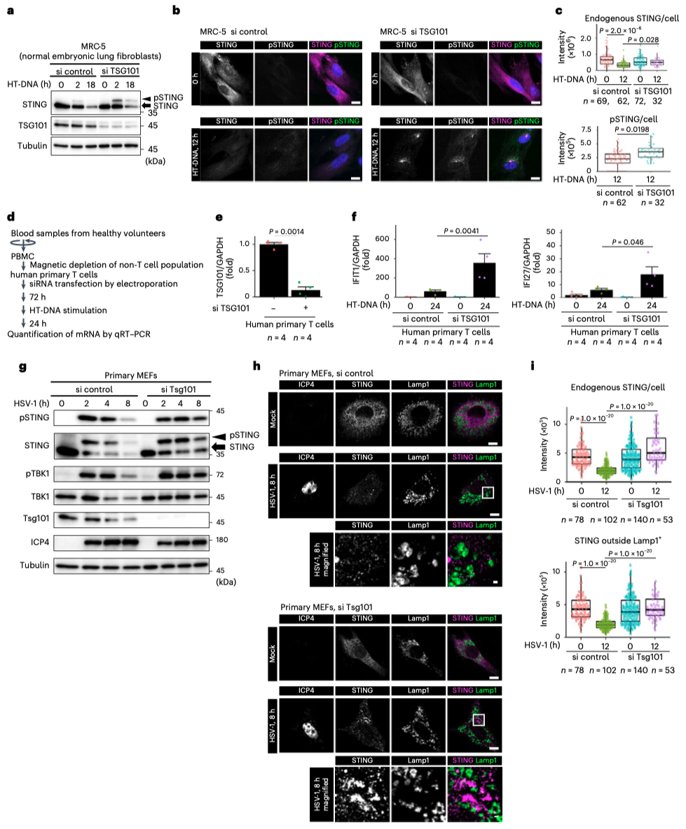 Nature Cell Biology丨STING 信号通过源自循环核内体的 ESCRT 依赖性囊泡微自噬而终止 - 知乎