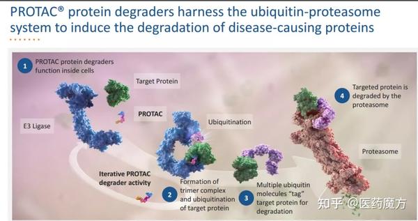 【聚焦AACR】PROTAC明星分子 ARV-110 、ARV-471结构首次公布 - 知乎