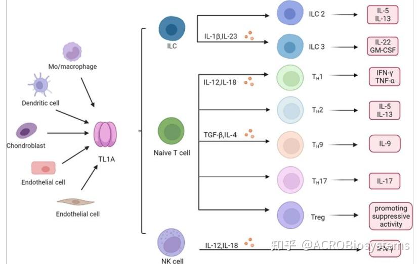 TL1A报告基因细胞株：自免疾病明星靶点TL1A药物开发 - 知乎