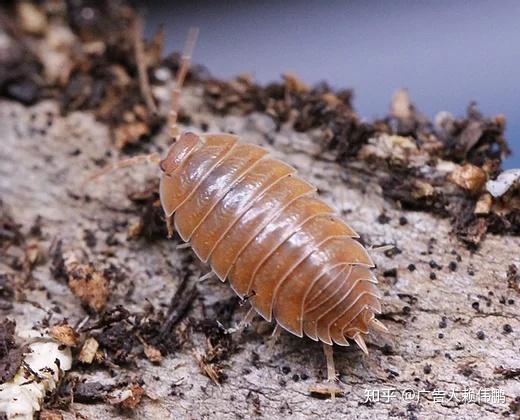 原生态之美 Porcellio属 😆鼠妇美图鉴 - 知乎