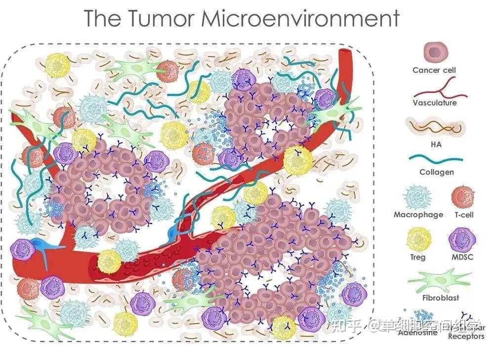 TissueFAXS Cytometry-曹雪涛组潜在药物靶标研发CELL文章分享 - 知乎