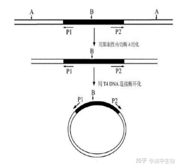 反向PCR技术 - 知乎