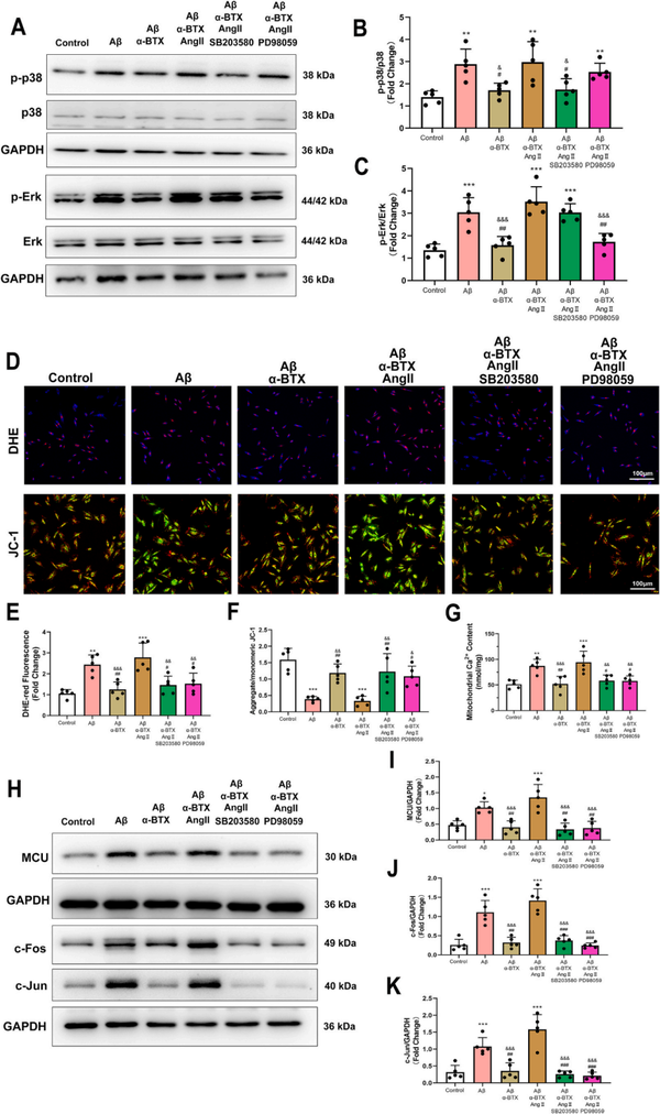 通过oxi-CaMKII/MAPK/AP-1通路，抑制α7烟碱型乙酰胆碱受体可逆转β-淀粉样蛋白诱导的心房重构 - 知乎