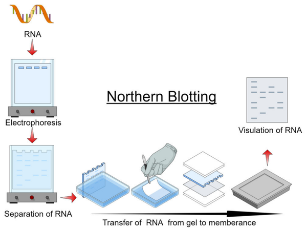 走近实验技术中的“四大发明”之Southern blot、Northern blot和Western blot - 知乎