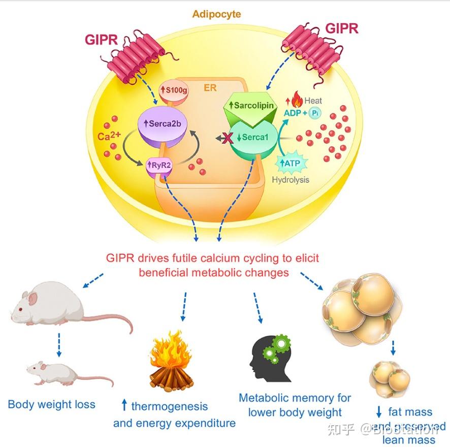 Cell Metabolism | GIPR：揭秘脂肪细胞中的减肥新靶点 - 知乎