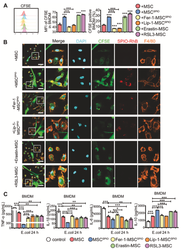 CDD丨铁死亡 MSCs 通过促进巨噬细胞胞吐作用保护小鼠免受脓毒症 - 知乎