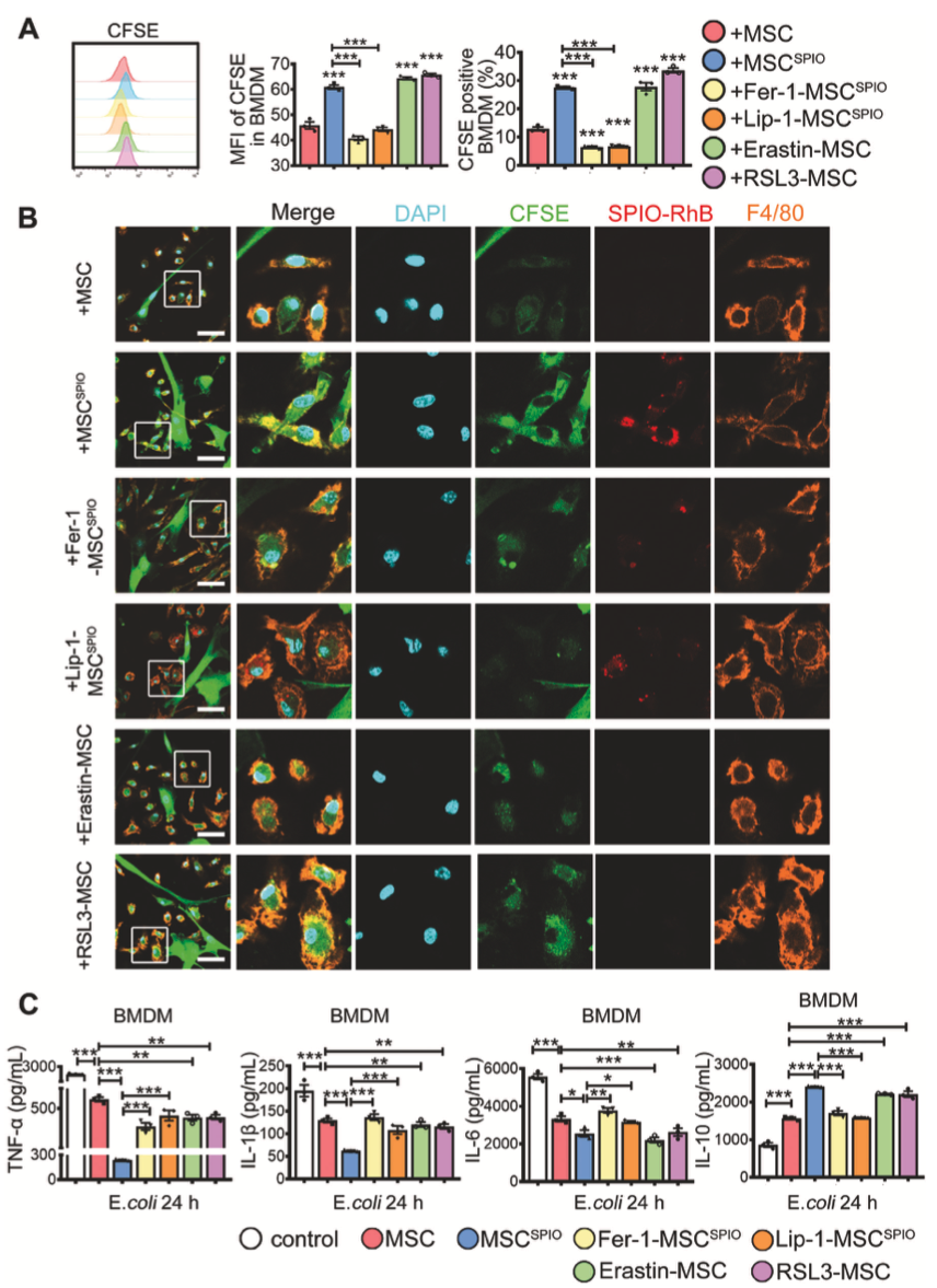 CDD丨铁死亡 MSCs 通过促进巨噬细胞胞吐作用保护小鼠免受脓毒症 - 知乎