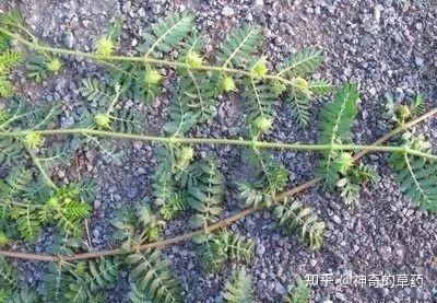 中药材：蒺藜 - 知乎