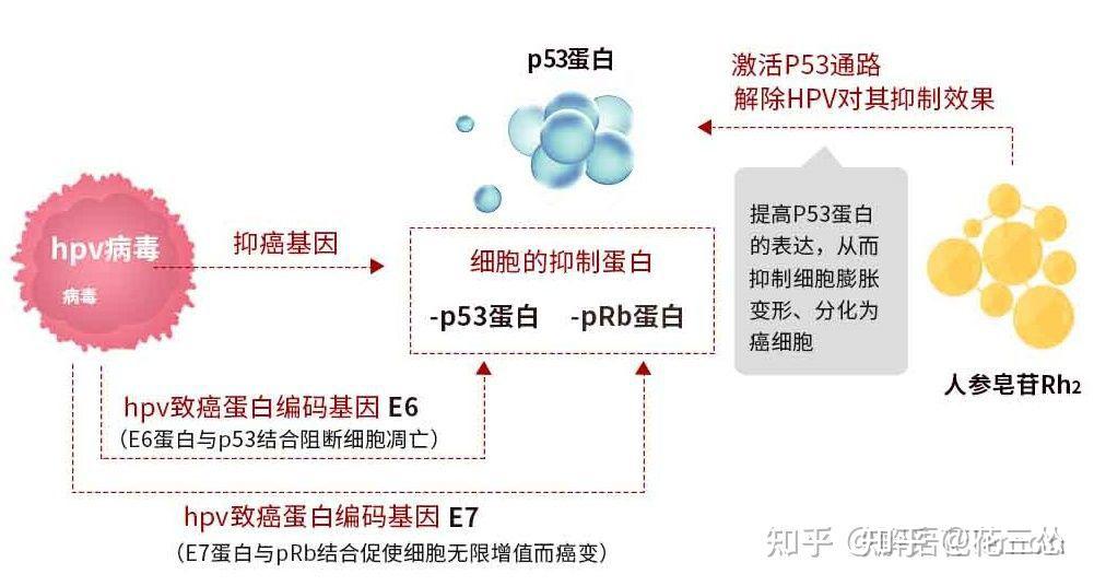 与宫颈癌仅一步之遥，还好hpv被及时清除了 知乎