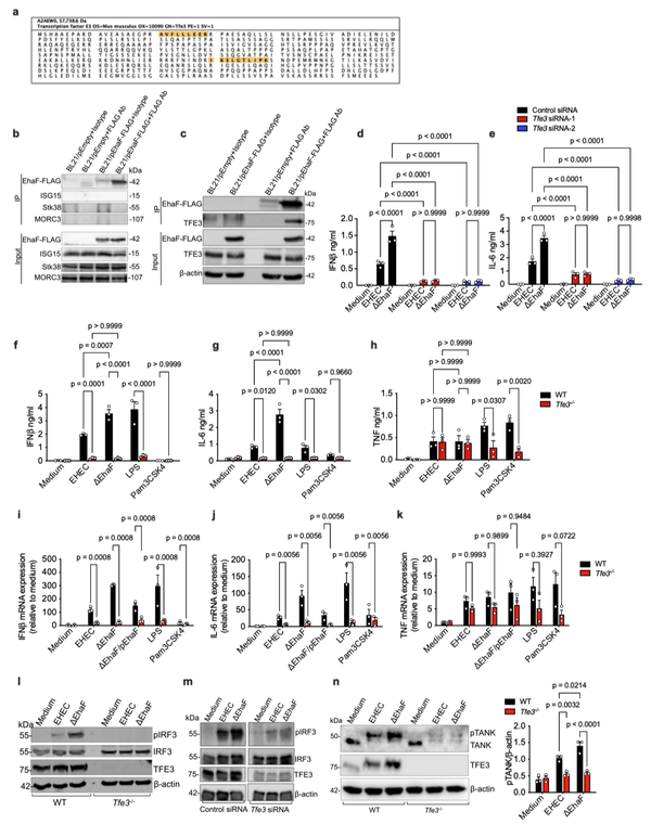 Nature Communications丨细菌自转运蛋白通过靶向转录因子 TFE3 损害先天免疫反应 - 知乎