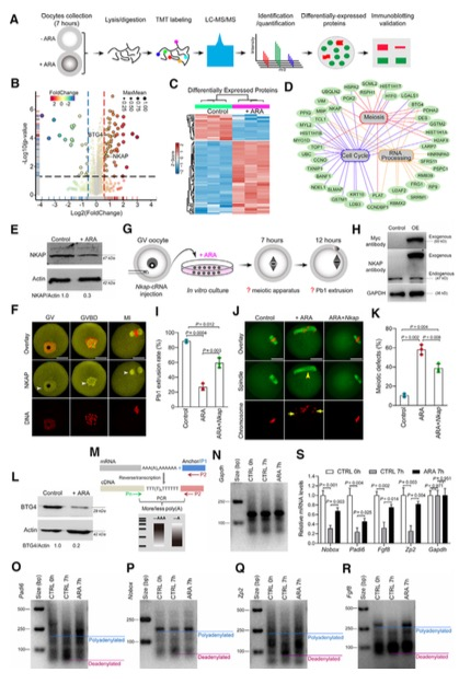 Mol Cell | 蛋白+代谢揭示卵细胞成熟机制 - 知乎