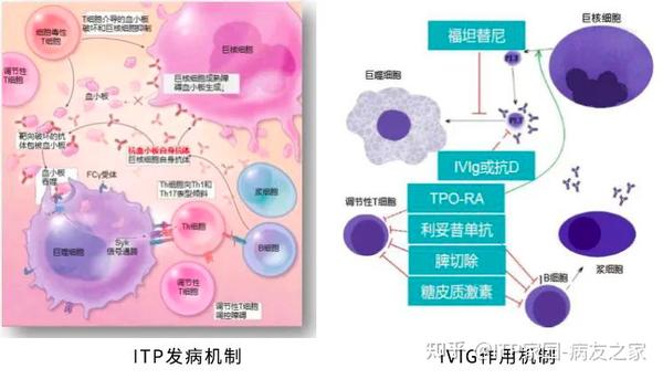 科普时间 |让人左右为难的静脉注射人免疫球蛋白（IVIG） - 知乎