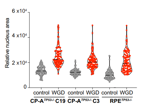 一文了解 WGD | 全基因组加倍的致癌性研究 - 知乎