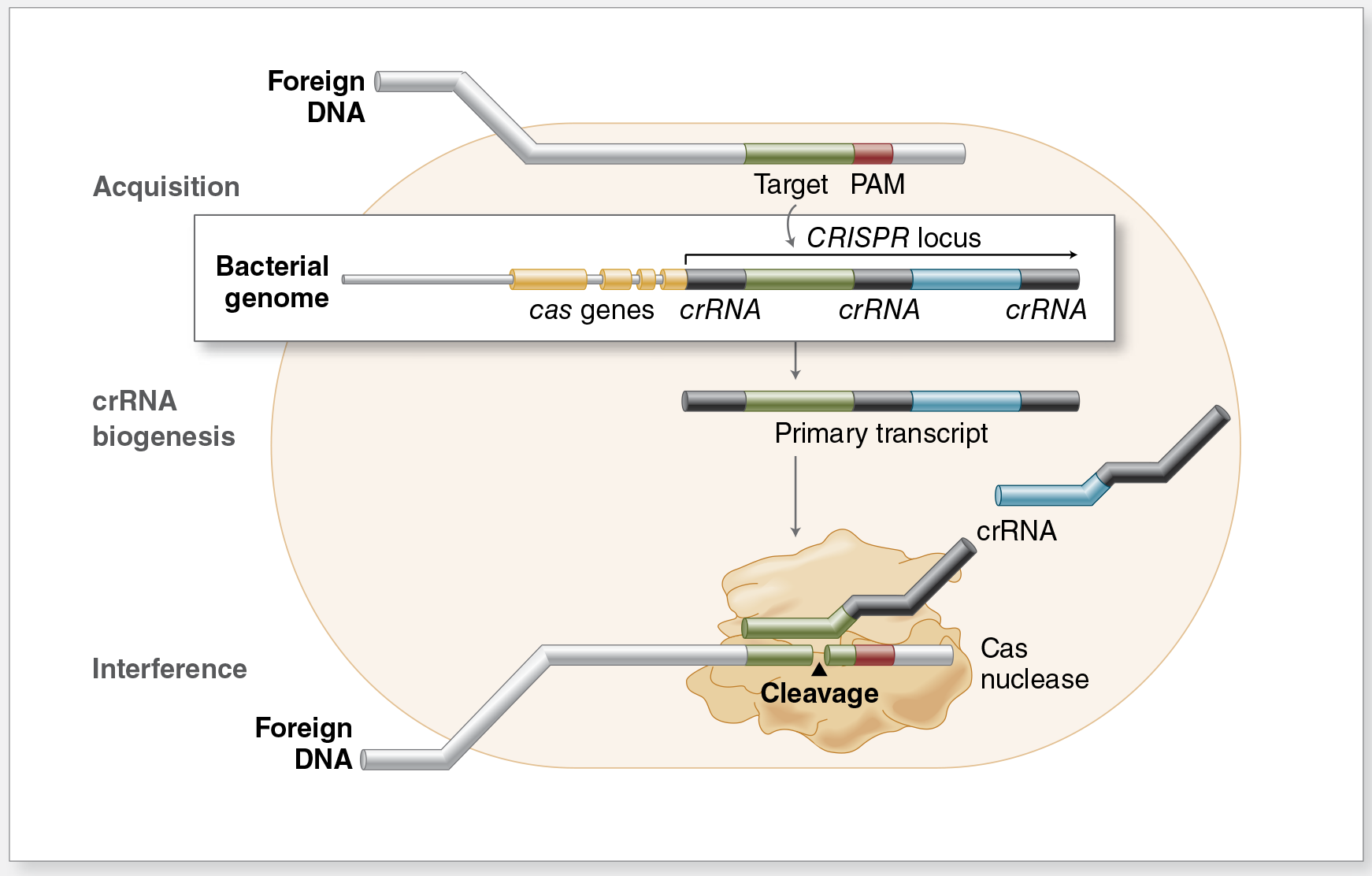 NEB @ 你，合成生物学技术盘点（二）- CRISPR/Cas 基因编辑 - 知乎
