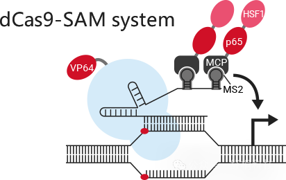 CRISPR SAM：激活内源基因表达的高效便利工具 - 知乎