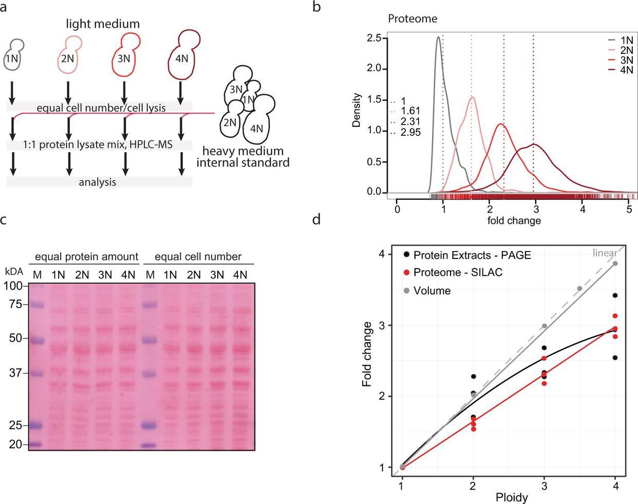 在具有两套以上染色体的细胞中，蛋白质的产生是如何扩展的？ - 知乎