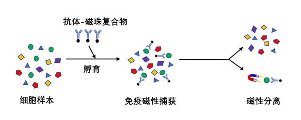 IPHASE人CD4+T细胞阳选试剂盒 - 知乎