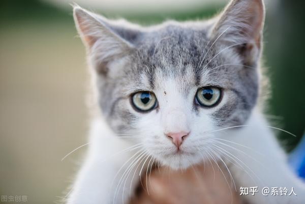 母猫为什么乱尿？怎么解决母猫乱尿的问题 知乎